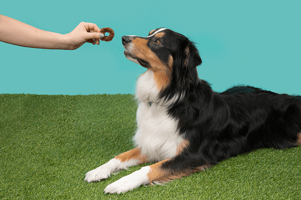 9 THINGS YOU DIDN'T KNOW ABOUT CBD FOR DOGS